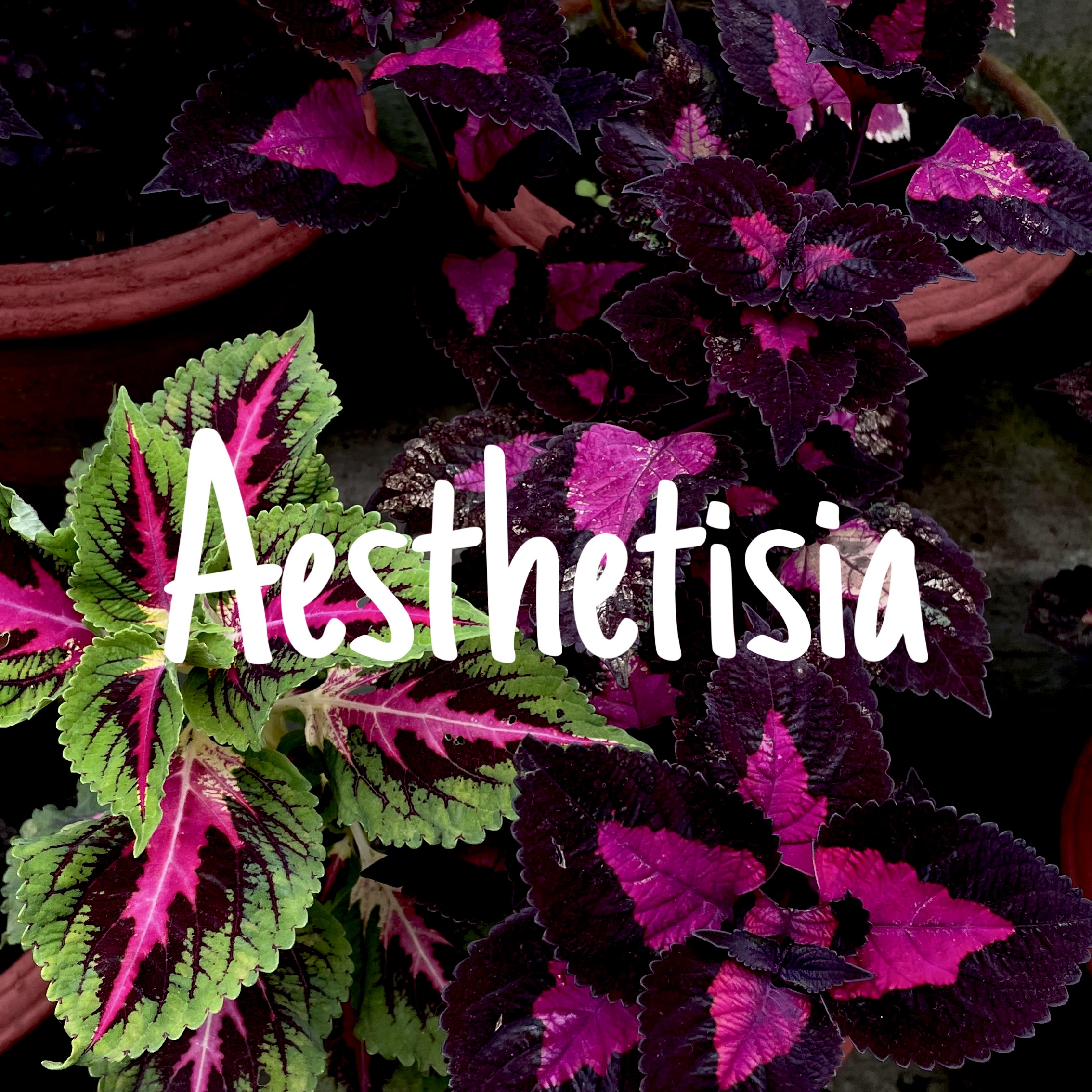 Aesthetisia